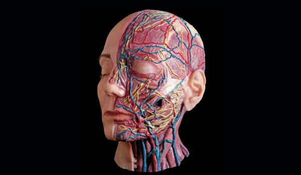 Archidemia launches new facial injection mannequins - Aesthetics Membership