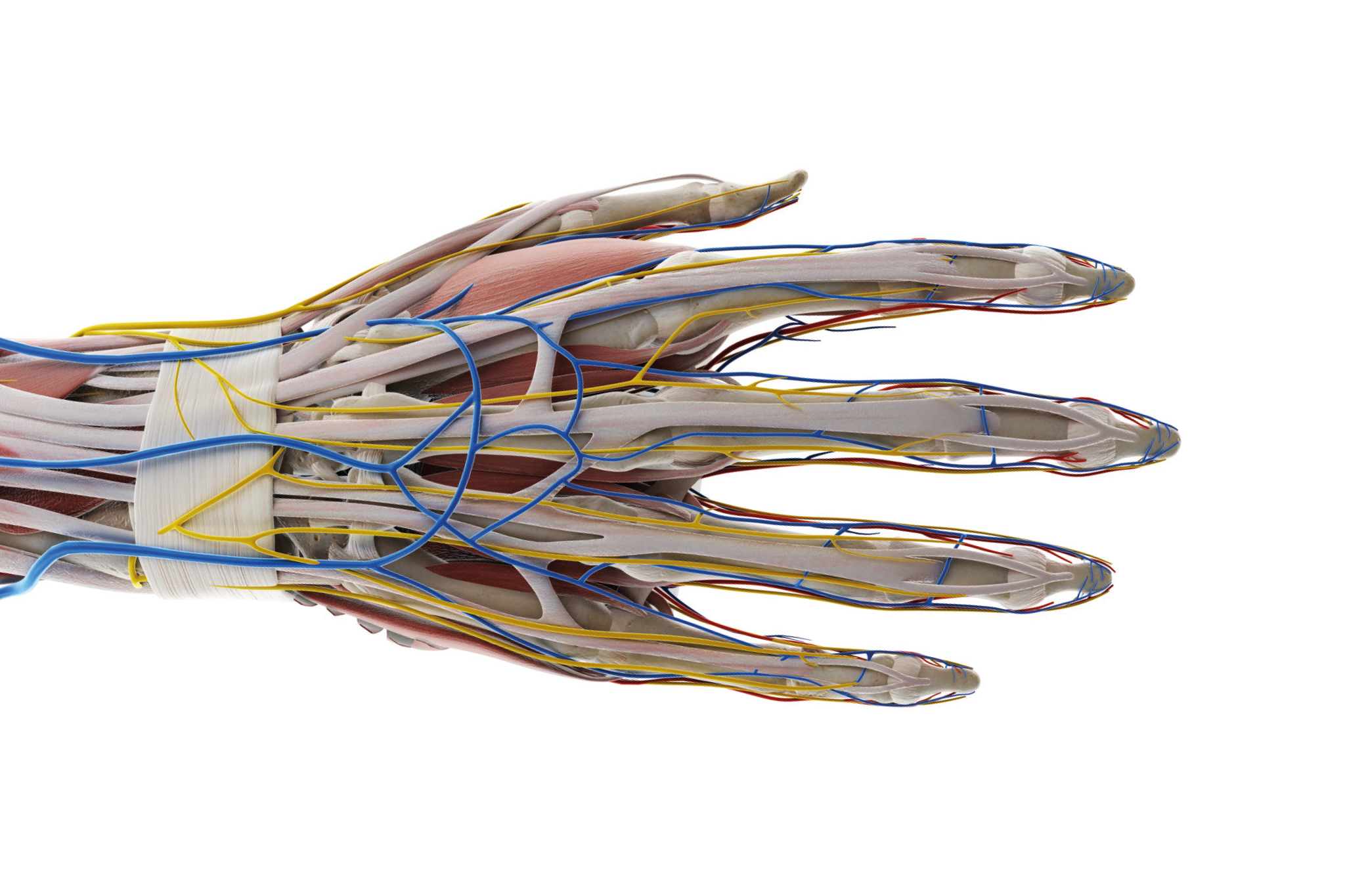 CPD: Exploring the Intricate Anatomy of the Hands - Aesthetics Membership